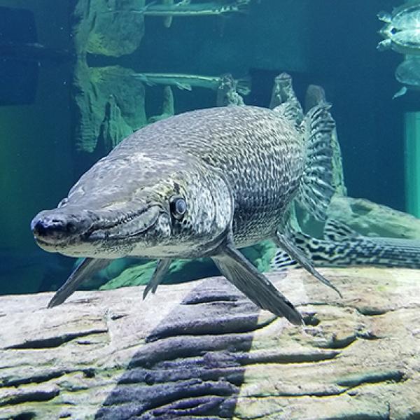 Alligator Gar | National Mississippi River Museum & Aquarium